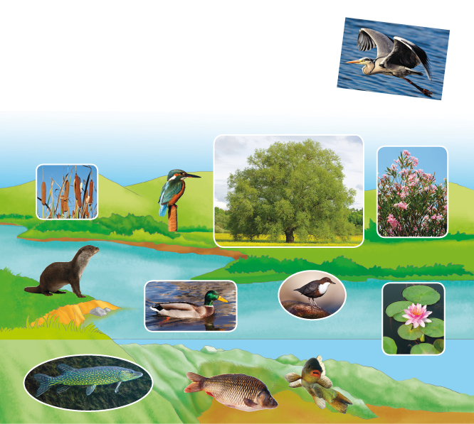 FLORA E FAUNA DEL LAGO E DEL FIUME