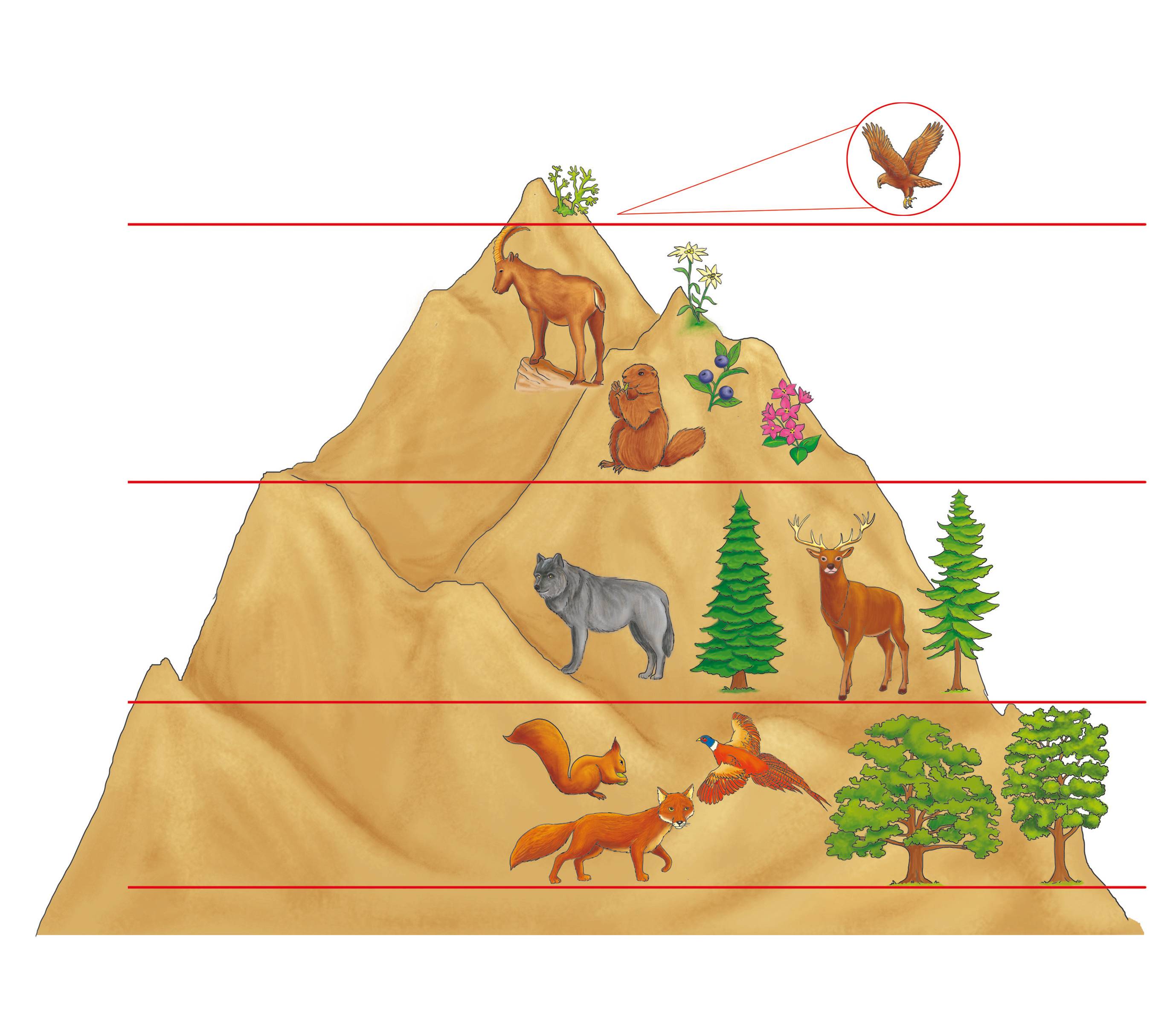 FLORA E FAUNA DELLA MONTAGNA